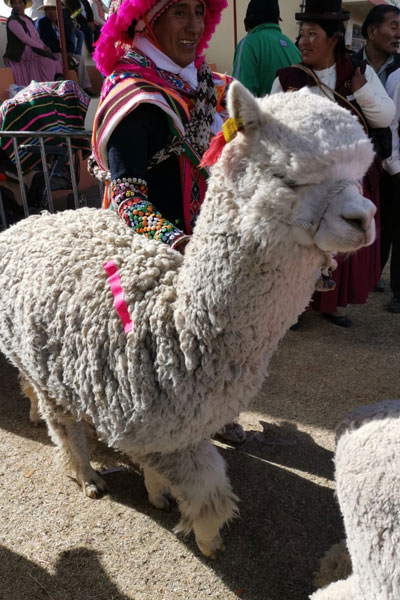More than 1,000 alpacas parade through Peruvian city to set new record ...