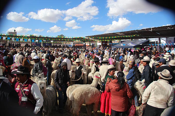 More than 1,000 alpacas parade through Peruvian city to set new record ...