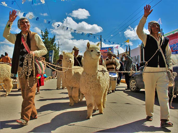 More than 1,000 alpacas parade through Peruvian city to set new record ...