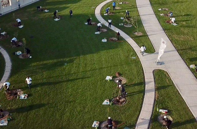 One million trees planted simultaneously in Qatar breaking record ...