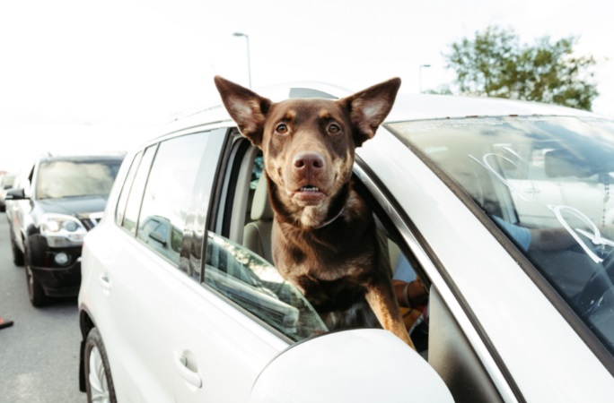 City of Brownsville, Texas (USA), breaks a pawsome world record ...