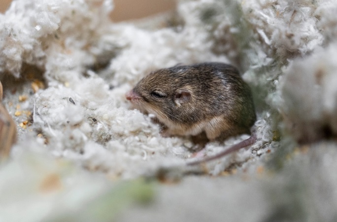 Oldest mouse ever record broken by 9-year-old named Patrick Stewart ...