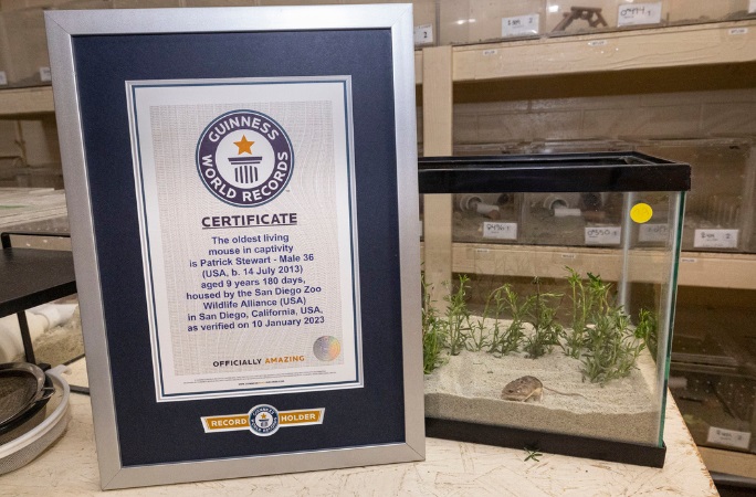 Oldest mouse ever record broken by 9-year-old named Patrick Stewart ...