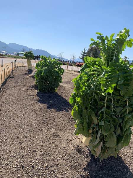 Giant radish that weighs as much as a baby hippo is officially world's ...