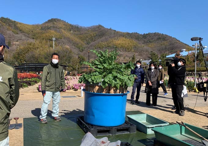 Giant radish that weighs as much as a baby hippo is officially world's ...