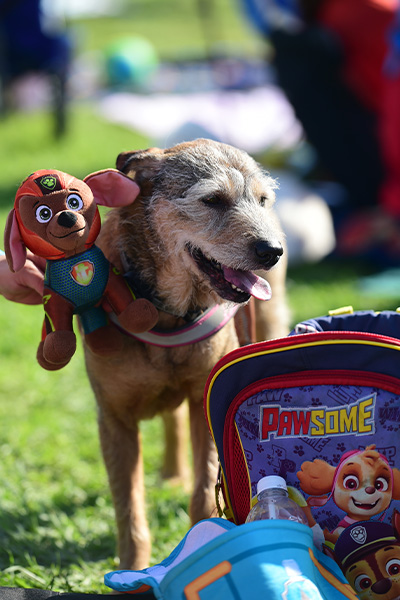 Pawsome scenes as dogs break world record at PAW Patrol premiere ...