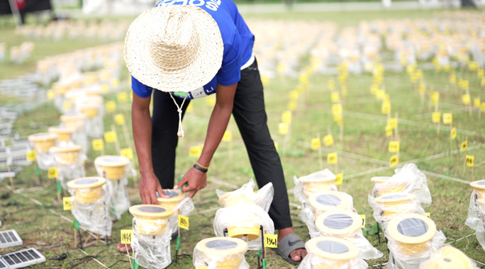 Beautiful display of over 2,000 solar lamps sends message of hope and ...