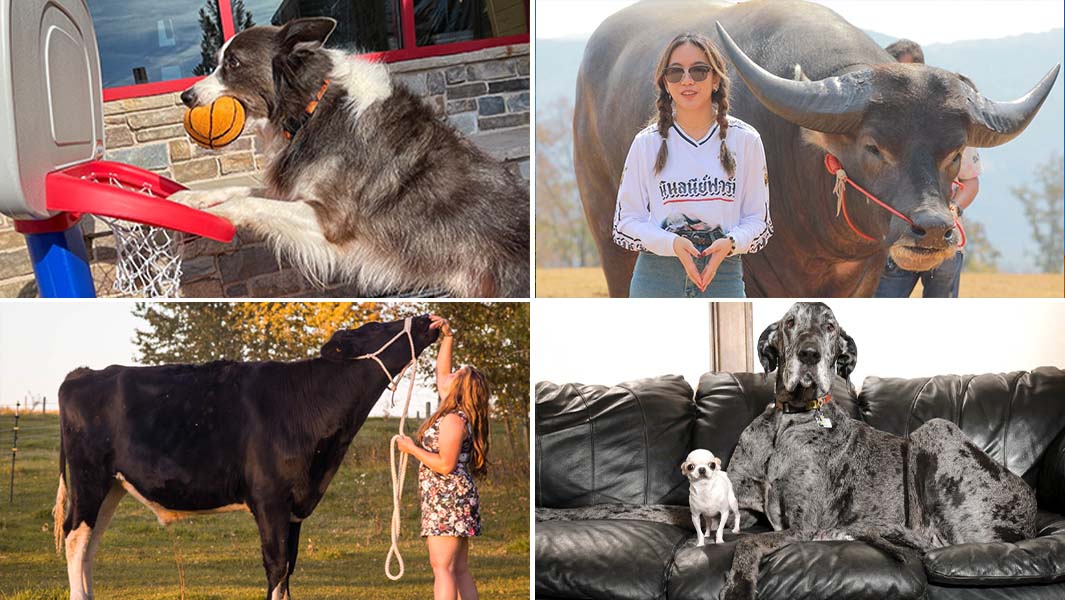 Latest Record-Breaking Animal News | Guinness World Records