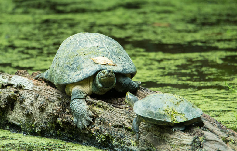 Most maternal tortoise | Guinness World Records