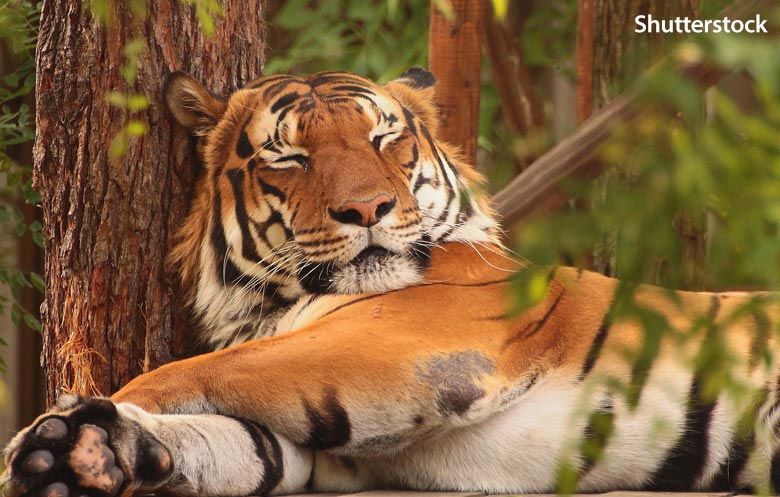 Largest Wild Cat In The World The Largest Wild Cats – Top 10