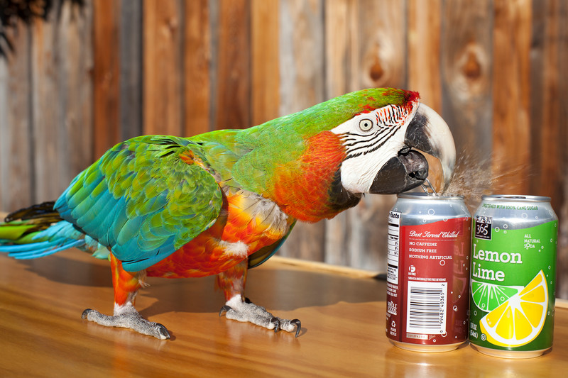 Most canned drinks opened by a parrot in one minute | Guinness World ...