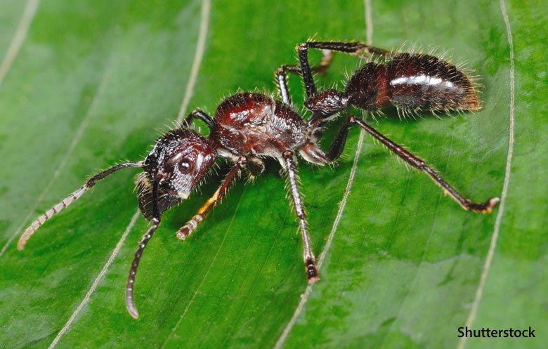 Most painful insect sting | Guinness World Records
