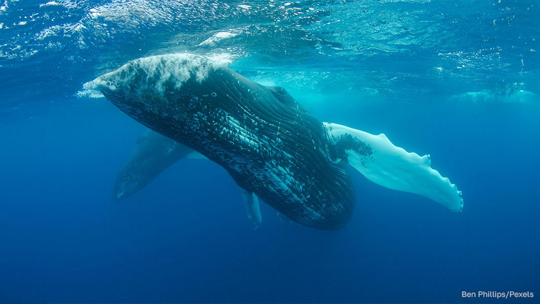 Worlds Largest Animals World's Largest Ever Animal Rediscovered Living