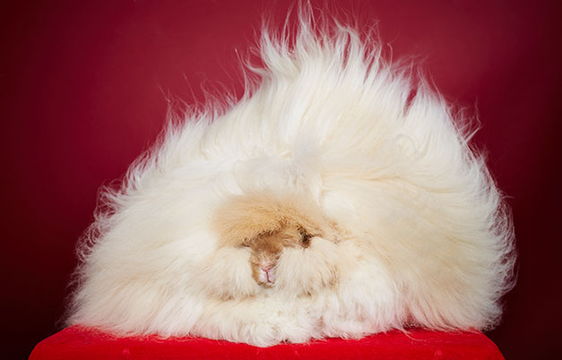 Longest fur on a rabbit | Guinness World Records