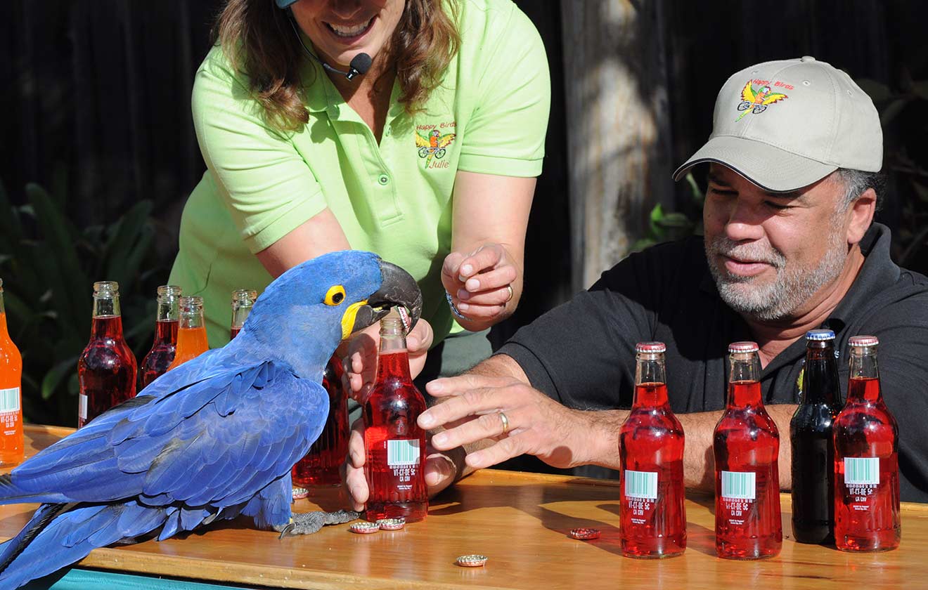 Most bottle caps removed by a parrot in one minute | Guinness World Records