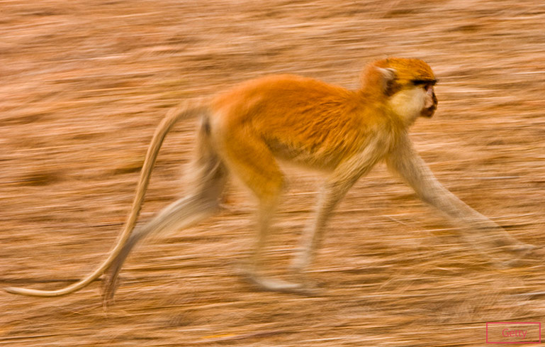 Fastest monkey | Guinness World Records
