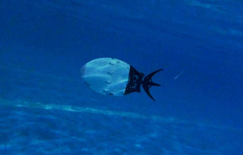 Fastest 50 m swim by a robotic fish | Guinness World Records