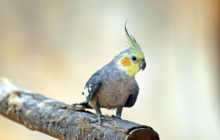Smallest cockatoo | Guinness World Records