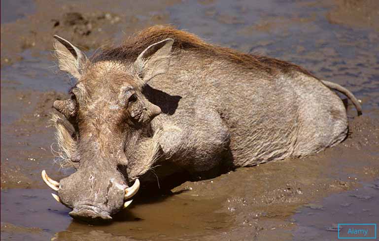 Largest warthog | Guinness World Records