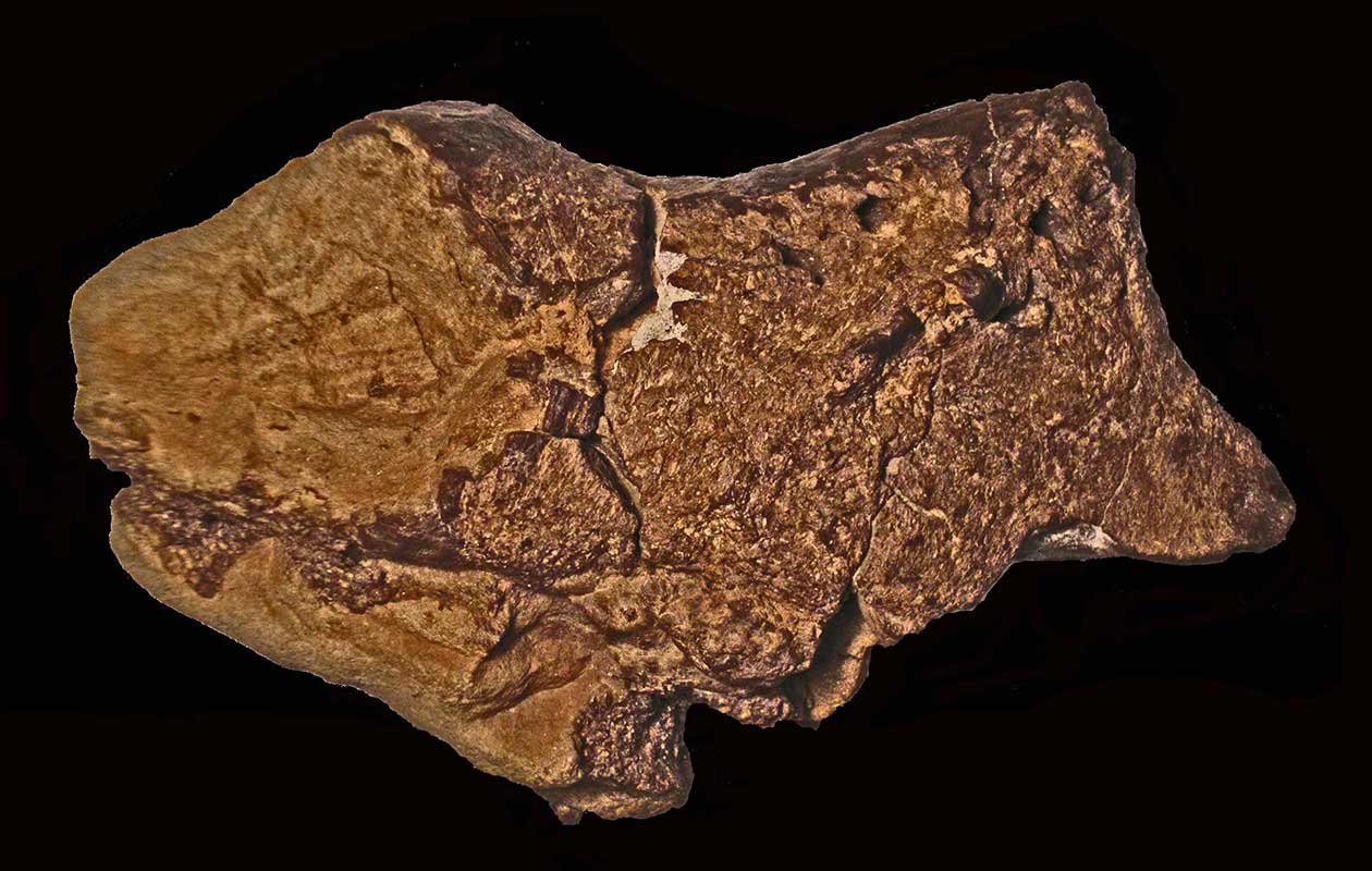 First discovery of a fossilised dinosaur brain | Guinness World Records