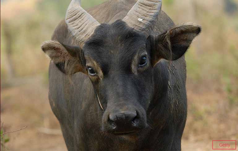 Rarest wild buffalo | Guinness World Records
