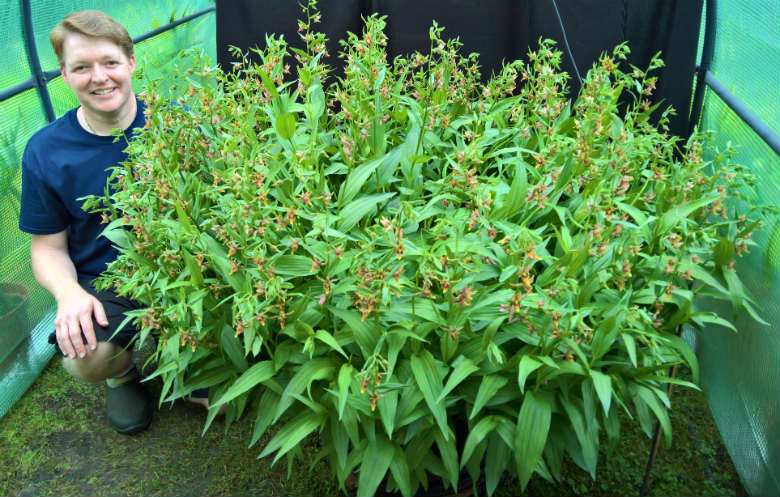 Most flowers on an orchid plant (sympodial) | Guinness World Records