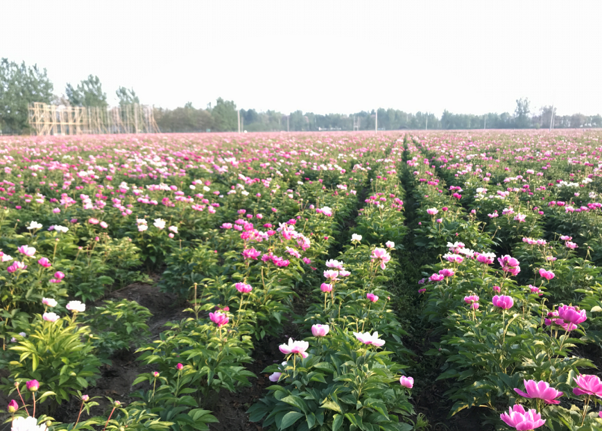 Largest herbaceous peonies field | Guinness World Records
