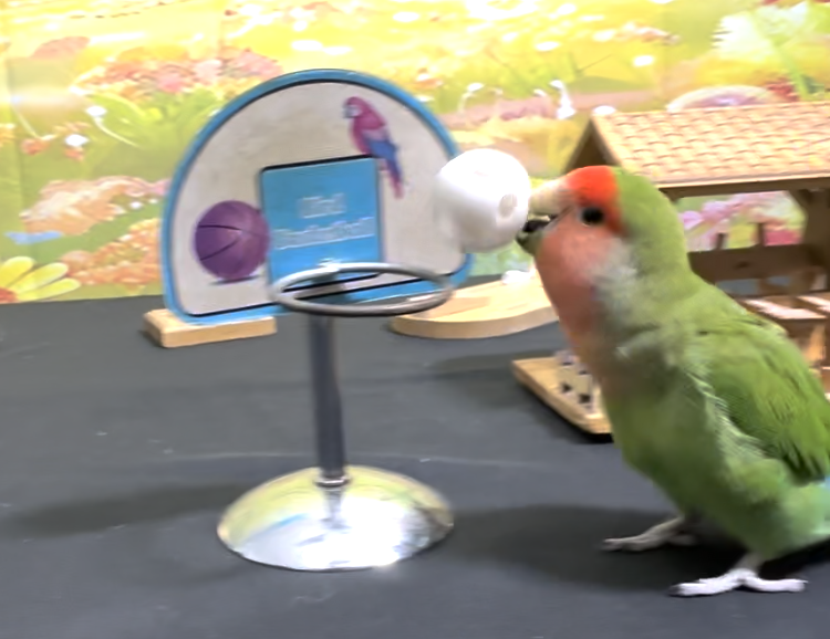 Most tricks performed by a parrot in one minute | Guinness World Records