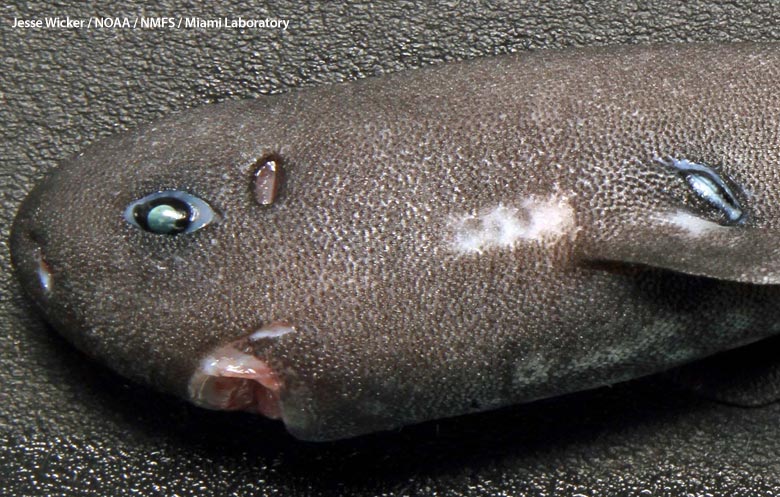 Newest shark | Guinness World Records