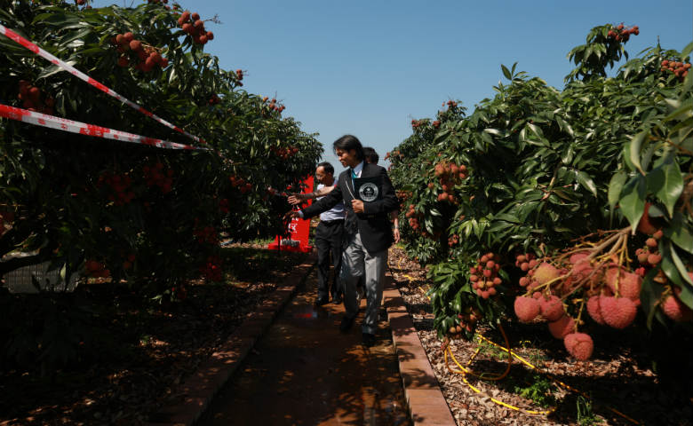 Most litchis/lychees hand-picked in one hour by a team | Guinness World ...