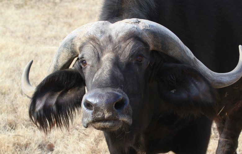 Oldest African buffalo in captivity ever | Guinness World Records
