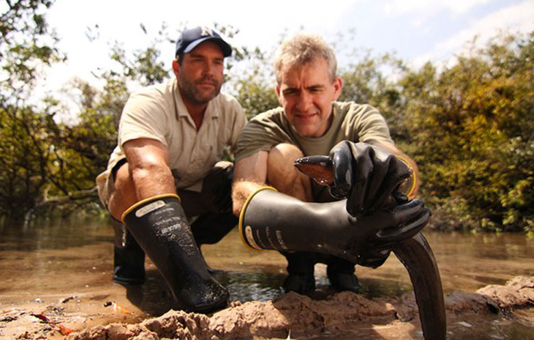 Most electric animal | Guinness World Records