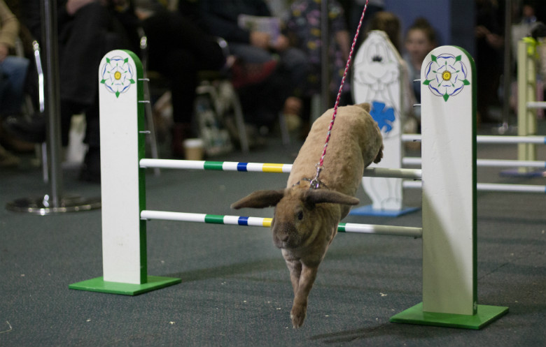 Fastest time to complete 5 jumps by a rabbit | Guinness World Records