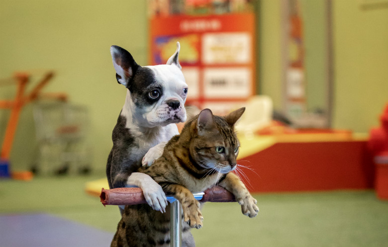 Fastest 5 m on a scooter by a dog and cat (pair) | Guinness World Records