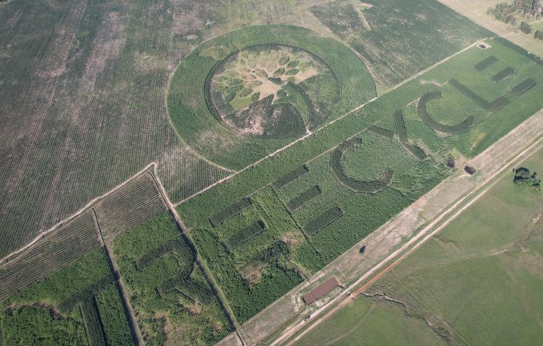 Largest planted tree mosaic (logo) | Guinness World Records