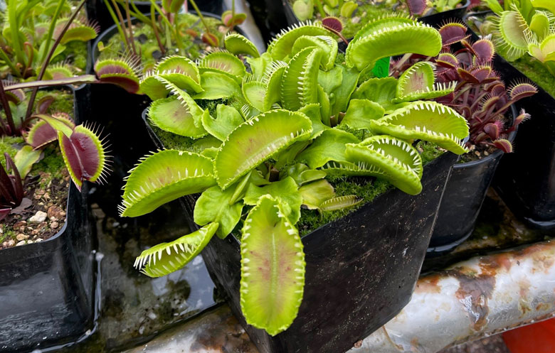 Largest trap on a Venus flytrap | Guinness World Records