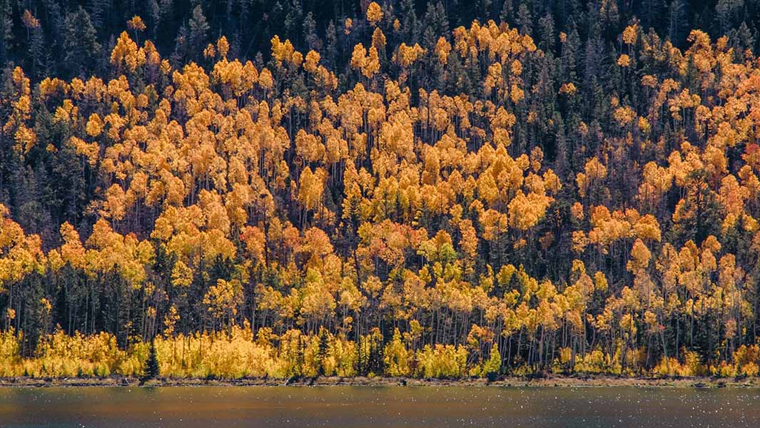 Most massive plant | Guinness World Records