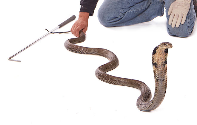 Guinness World Records Biggest Snake