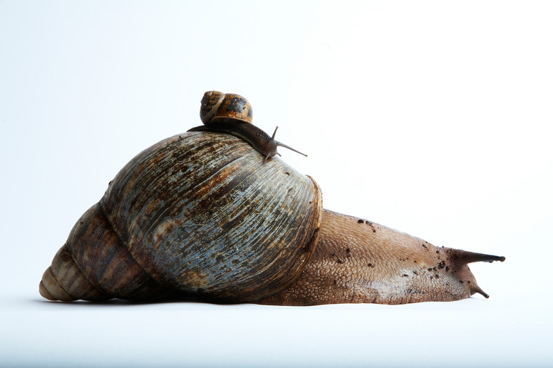 Largest land snail | Guinness World Records