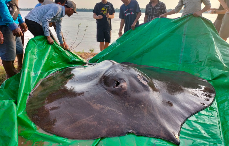 Largest freshwater fish (specimen) | Guinness World Records