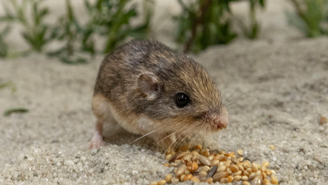 Oldest mouse | Guinness World Records