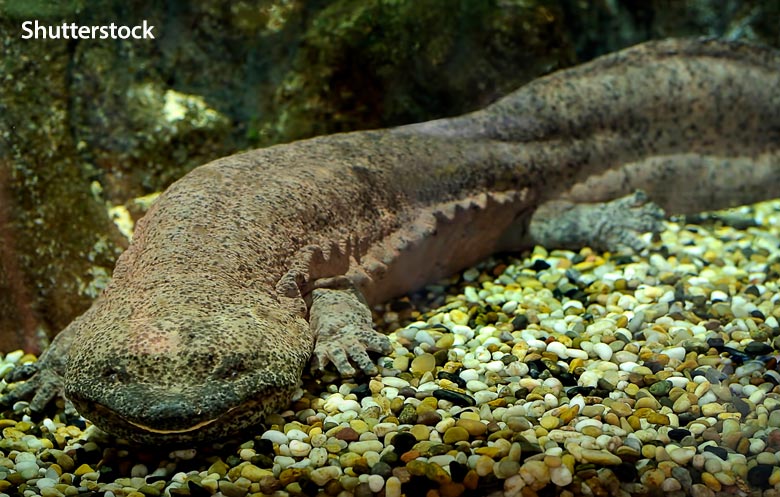 Largest living amphibian | Guinness World Records