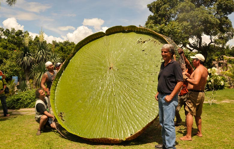 Largest waterlily leaf | Guinness World Records