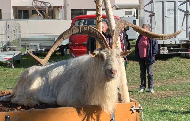 Largest horn spread on a goat ever | Guinness World Records