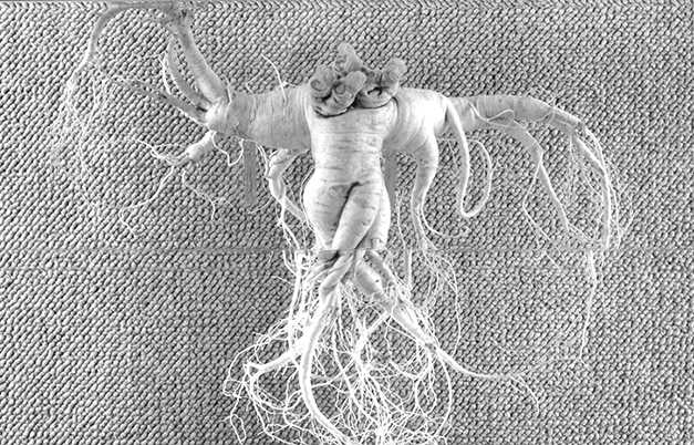 Heaviest ginseng root | Guinness World Records