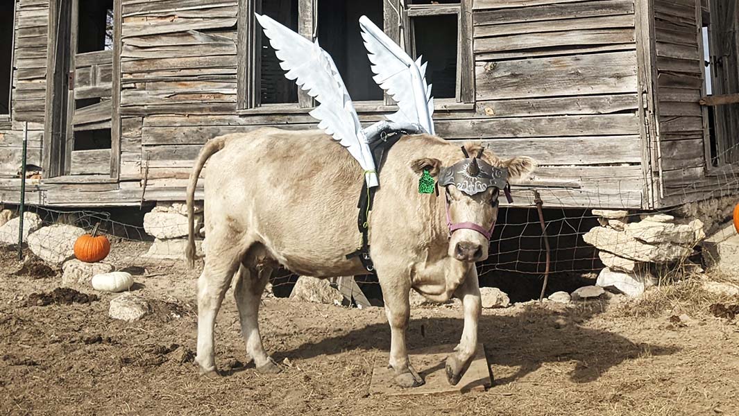 Most tricks performed by a cow in one minute | Guinness World Records