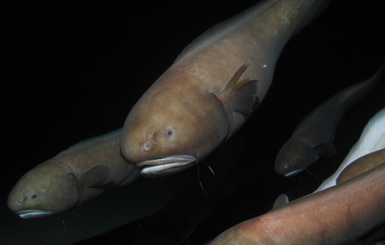 Deepest cusk eel | Guinness World Records