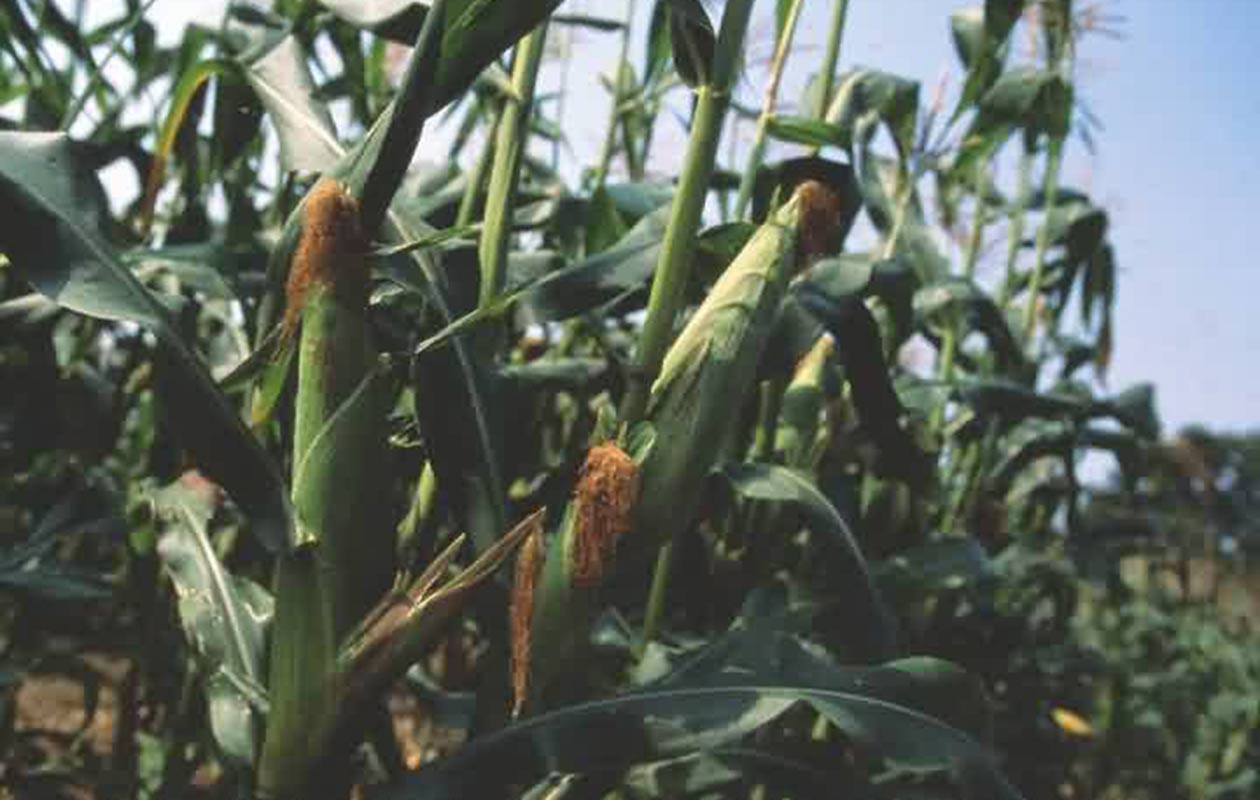 Longest corn cob | Guinness World Records