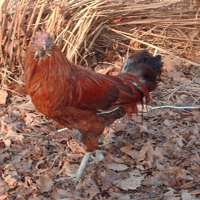 Oldest chicken ever | Guinness World Records