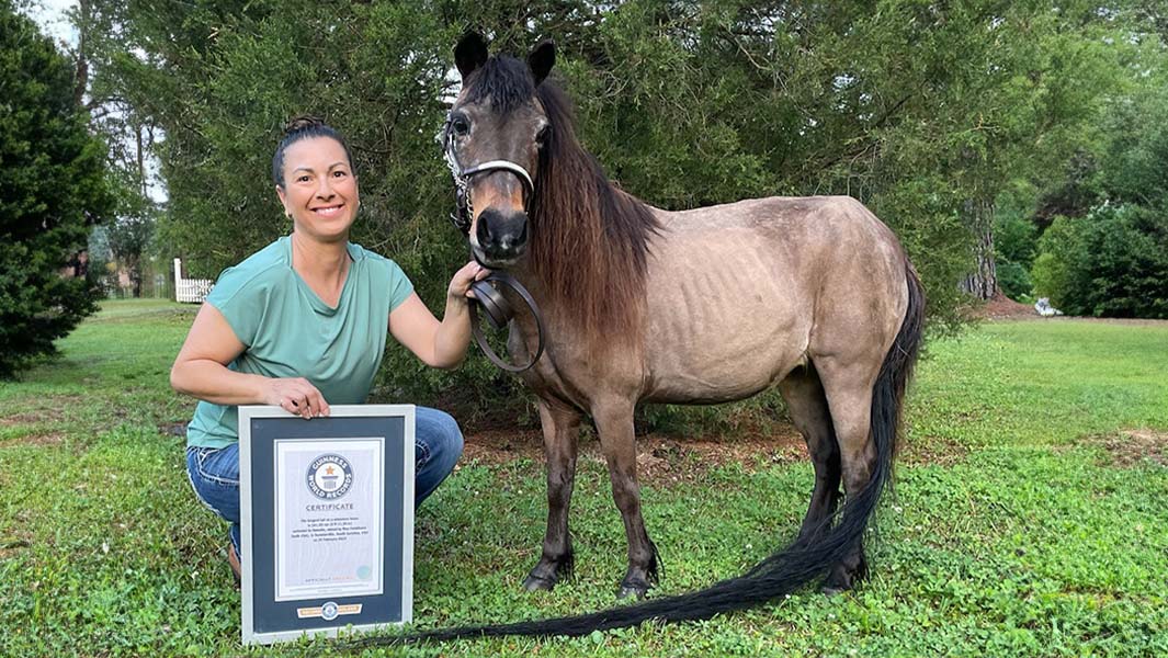 Longest tail on a miniature horse | Guinness World Records